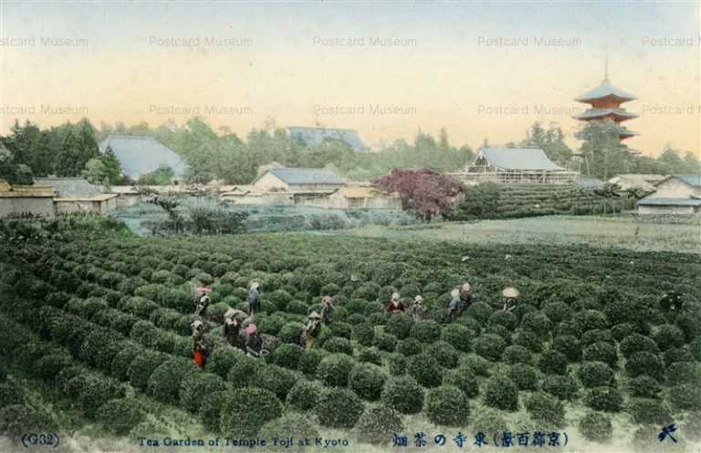 ko210-Tea Garden of Temple Toji at kyoto 京都東寺の茶畑 | 絵葉書資料館
